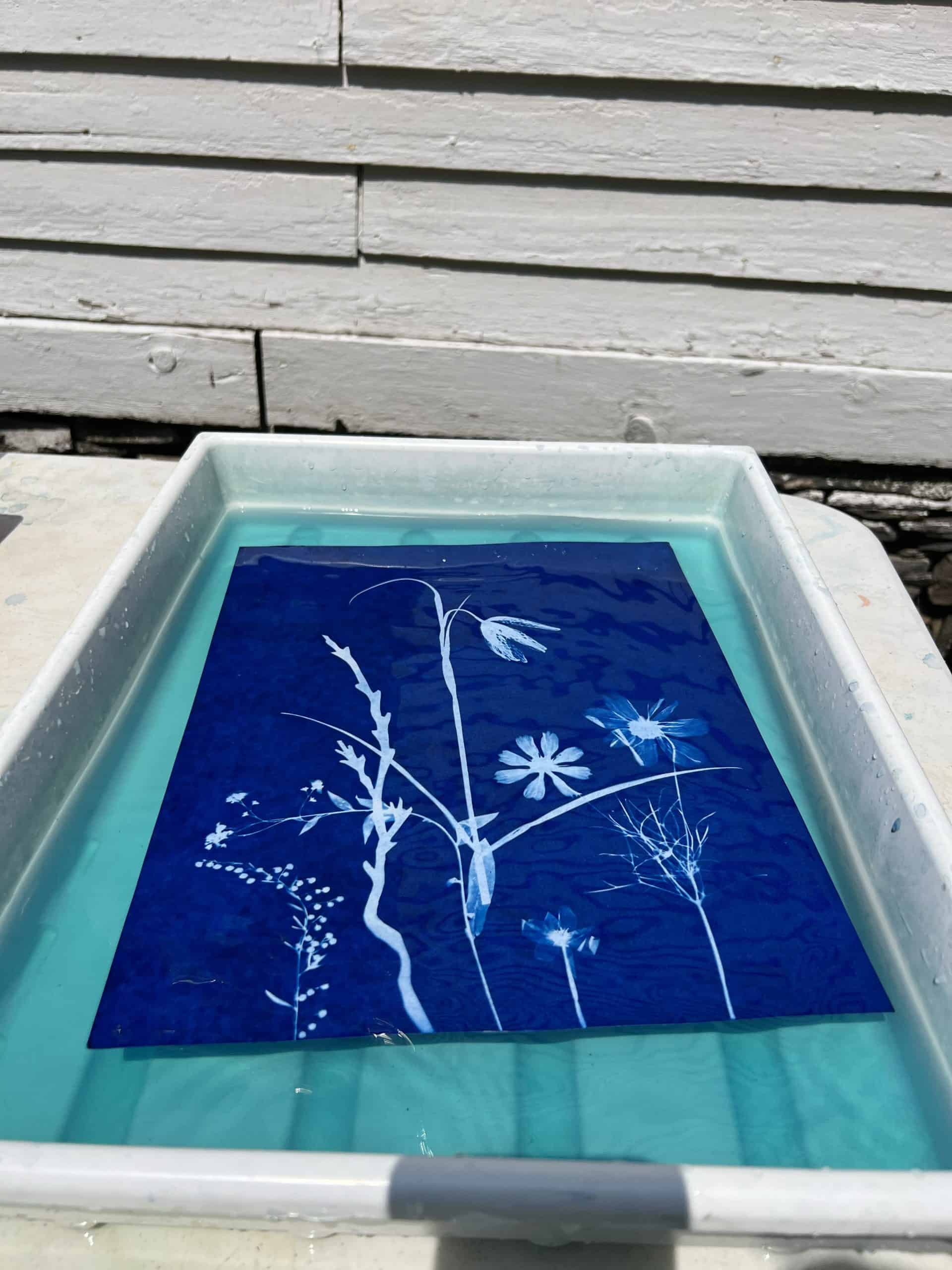 Cyanotype Intensive - Sanborn Mills Farm