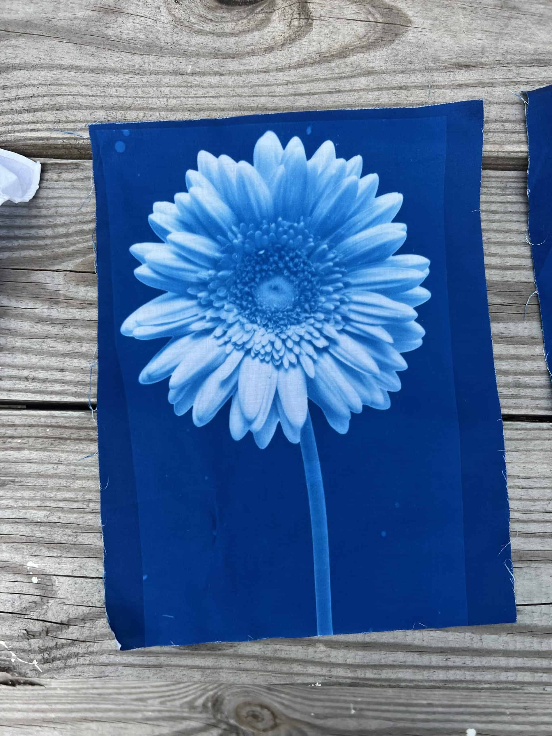Cyanotype Intensive - Sanborn Mills Farm